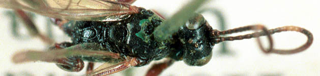 Phaeogenes yezoensis